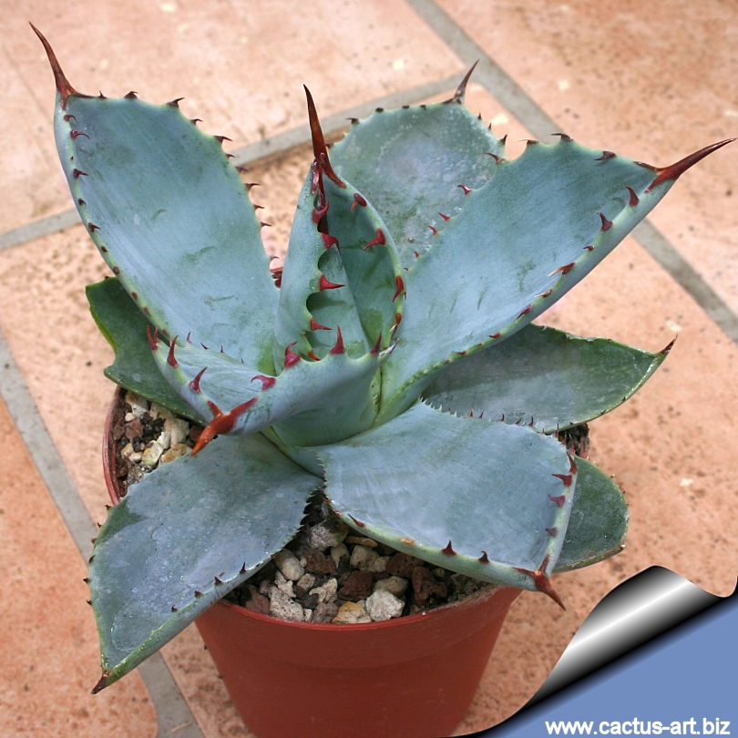 Agave Guadalajarana agave-guadalajarana