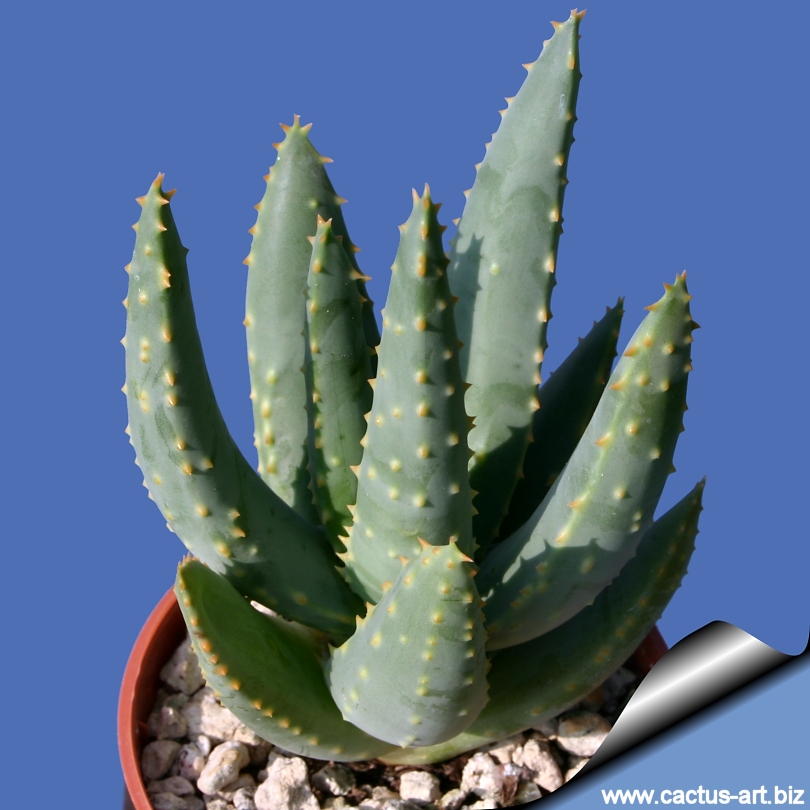 Комнатные Алоэ Фото И Названия – Telegraph