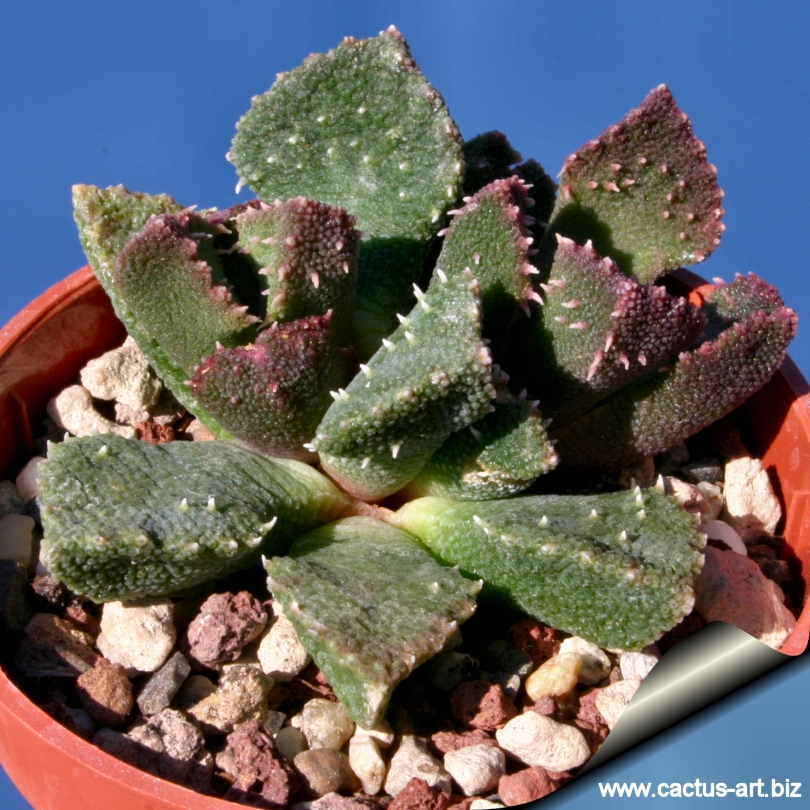 Aloinopsis setifera