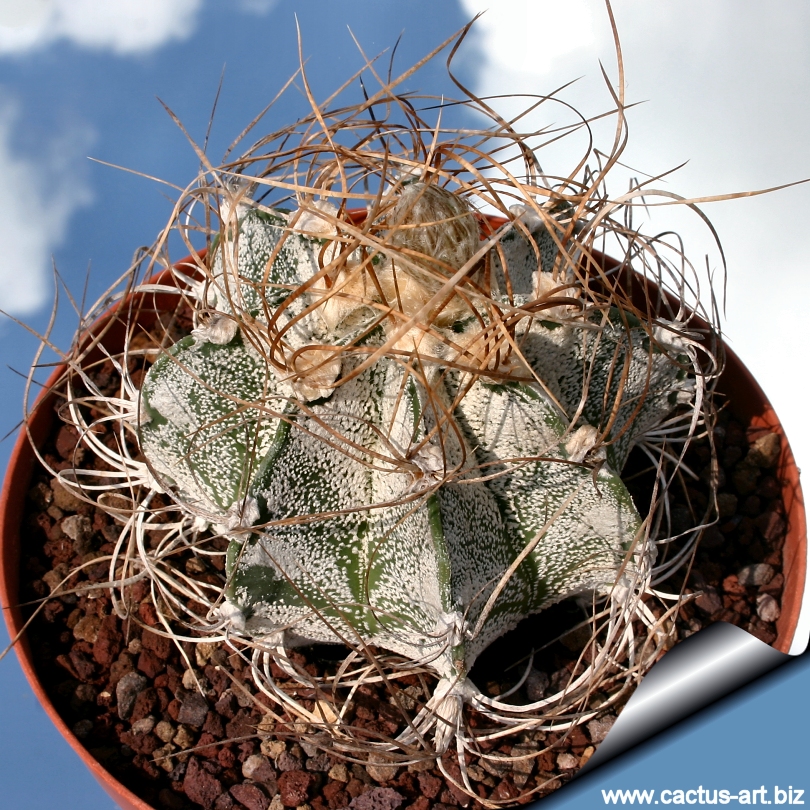 Astrophytum Capricorne Crassispinoides