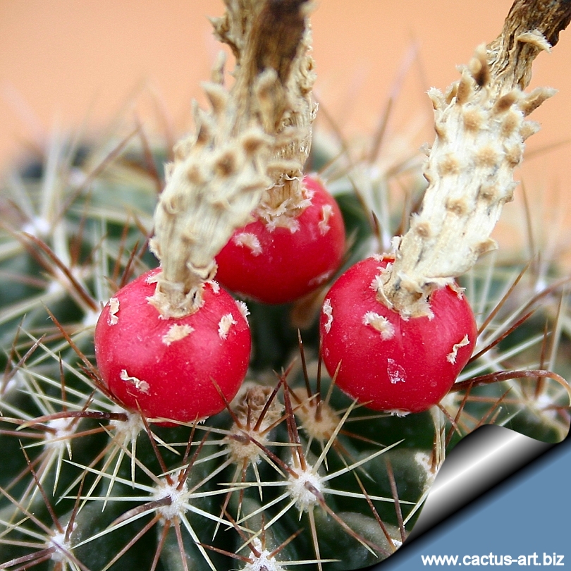 Hamatocactus setispinus