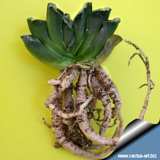 Haworthia Truncata Var Truncata haworthia-truncata-var-truncata