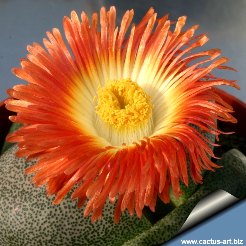 Pleiospilos nelii