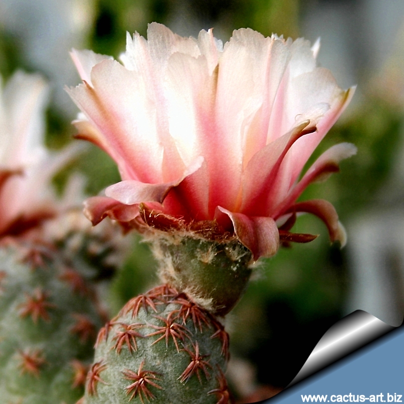 Puna bonnieae
