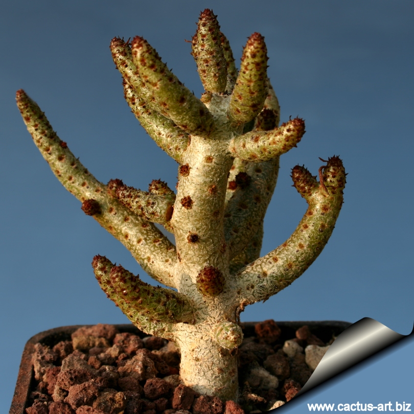 Tylecodon - Alchetron, The Free Social Encyclopedia