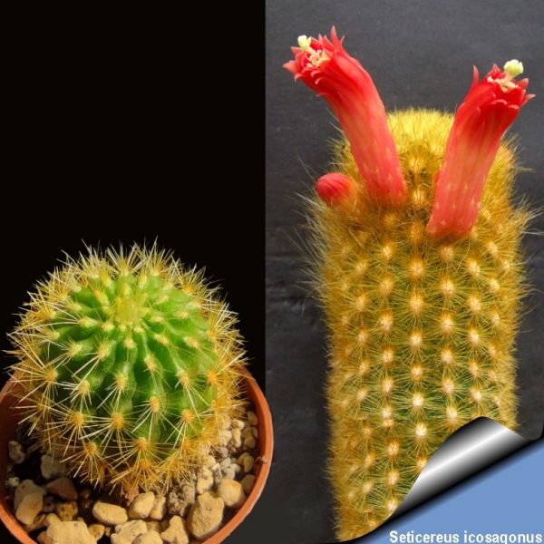Cleistocactus