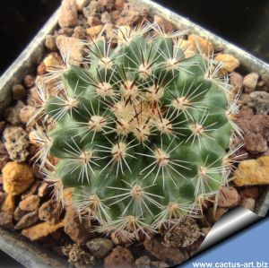 Pediocactus