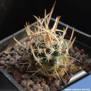 Pediocactus