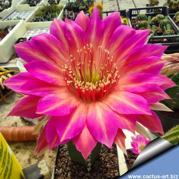 VIVAIO CACTUS ART Indice catalogo