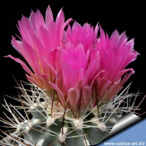 Sclerocactus