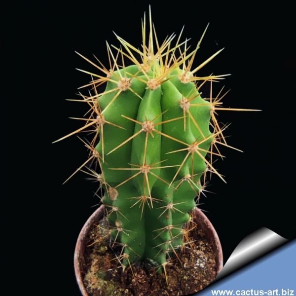 Heliabravoa chende (Polaskia chende)