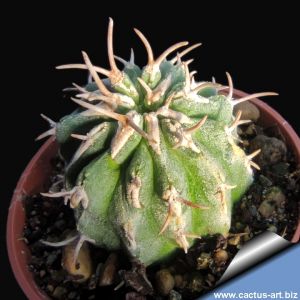 Euphorbia columnaris (OWN ROOTS)