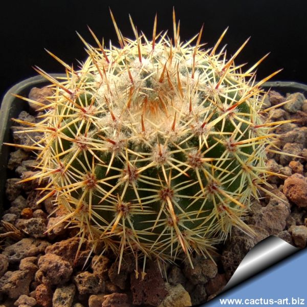 Notocactus