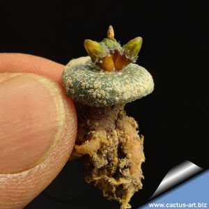 Blossfeldia mizqueana KK1657 Mizque, Bolivia, altitude 2200m