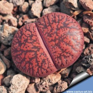Lithops lesliei cv. REDHORN