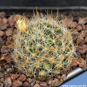 Mammillaria