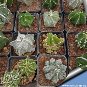 Astrophytum hybrid MULTIHYBRID (cultivars x mutant mix)