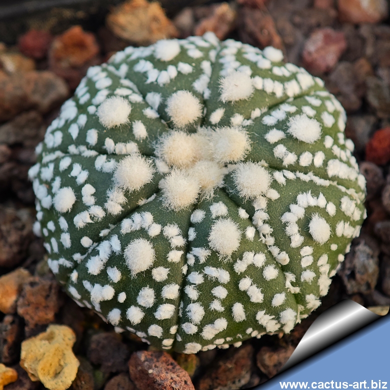 Astrophytum asterias cv. COTTON FLOCKS