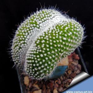 Notocactus scopa f. inermis cristata GRAFTED