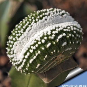 Notocactus scopa f. inermis cristata GRAFTED