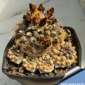 Copiapoa maritima KK1709 Paposo, Chile 50-100m