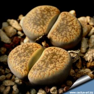 Lithops