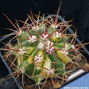 Ferocactus fordii f. variegata