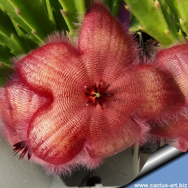 Stapelia