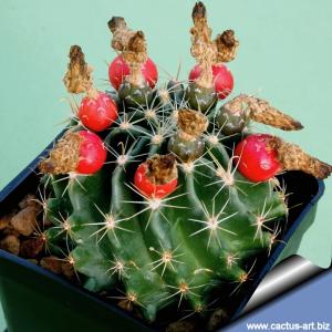 Ferocactus
