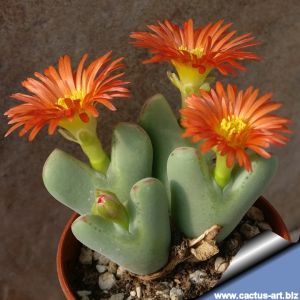 Conophytum fructescens, Komaggas, South Africa