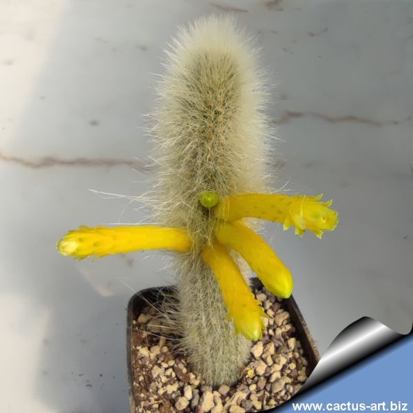 Cleistocactus
