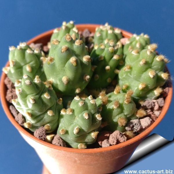 Tephrocactus