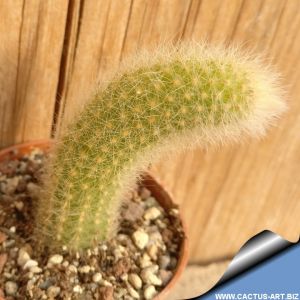 Hildewintera colademononis