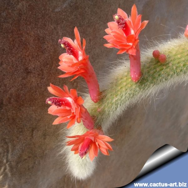 Hildewintera colademononis