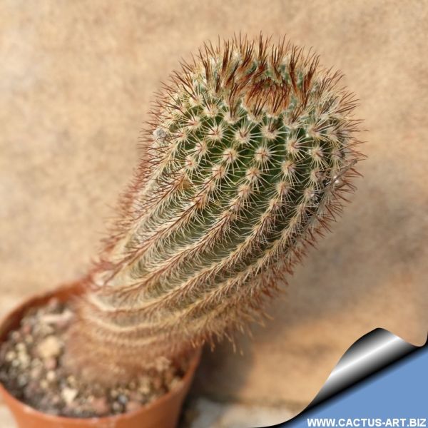 Notocactus