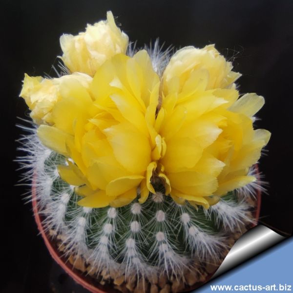 Notocactus