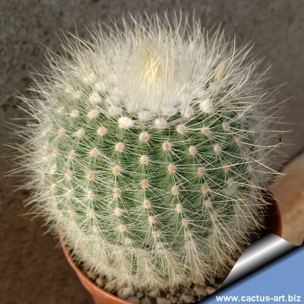 Notocactus