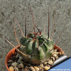 Lobivia pugionacantha var. rossii R70 Potosi, Potosi, Bolivia