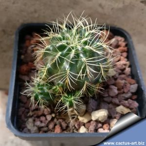 Sulcorebutia hertusii v. aureicapitata LH691 (Sulcorebutia crispata v ...