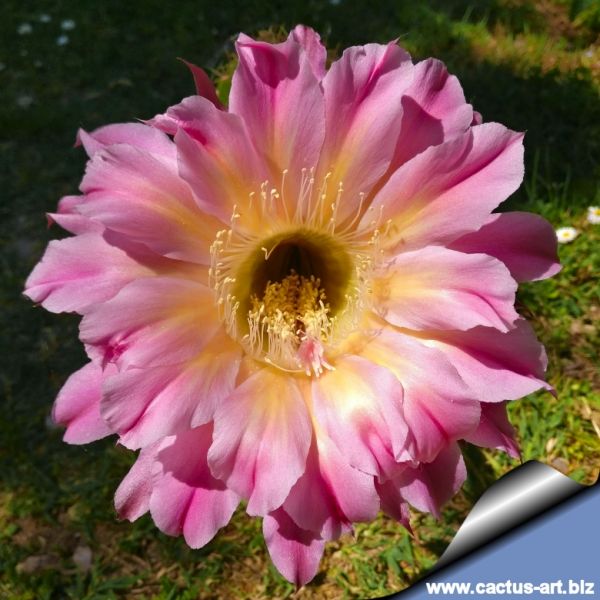 Echinopsis hybrid