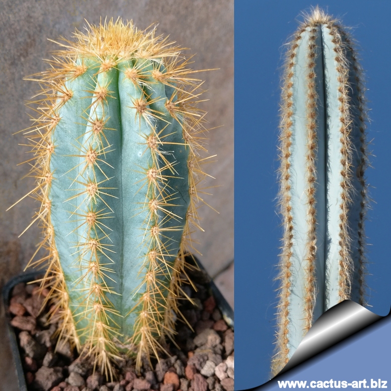 Pilosocereus Azureus