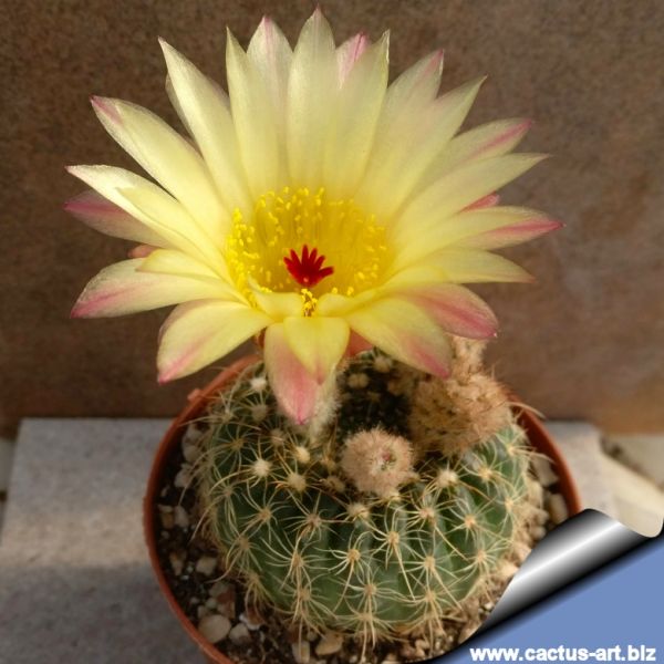 Notocactus