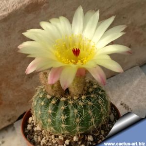 Notocactus concinnus v. parviflorus