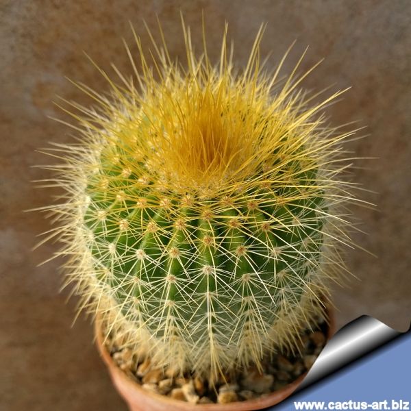 Notocactus