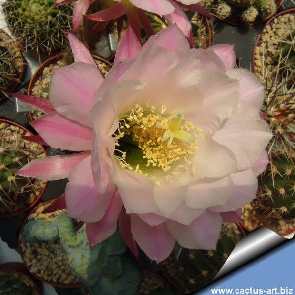 Echinopsis hybrid