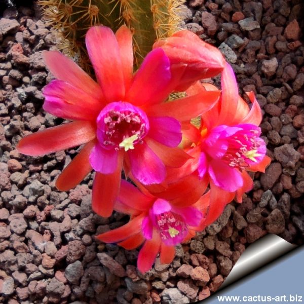 Hildewintera hybrid cv. HOT LIPSTICK