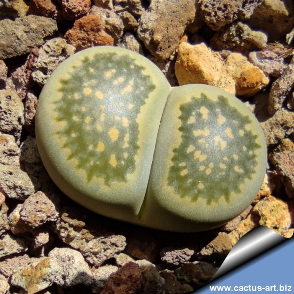 Lithops