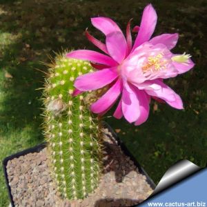 Hildewintera hybrid cv. PINK NORHEIM