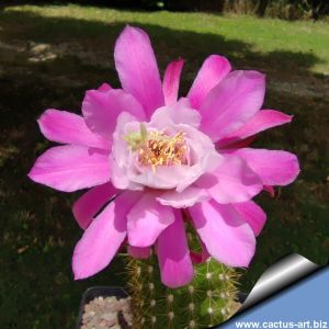 Hildewintera hybrid cv. PINK NORHEIM