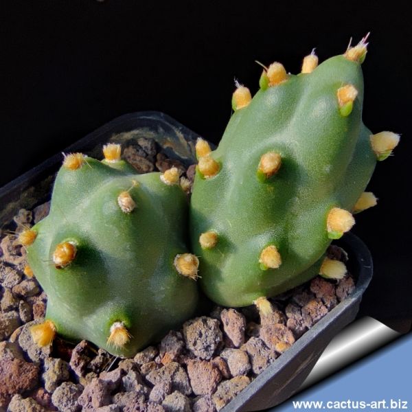 Tephrocactus